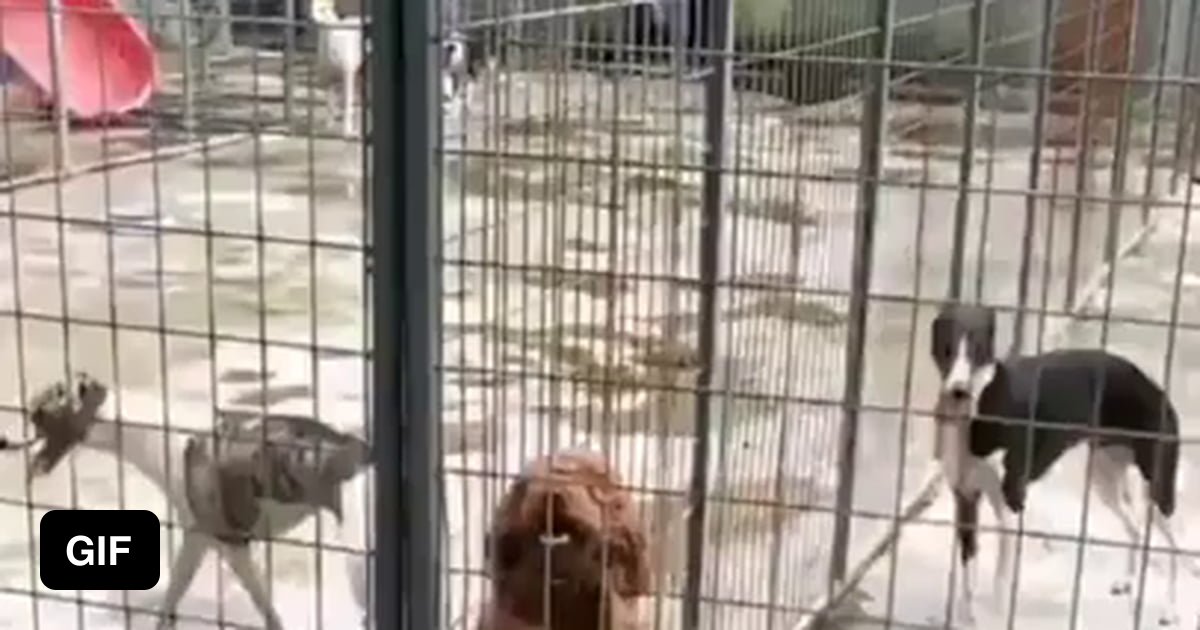 Prison Break Dog Version. - 9GAG