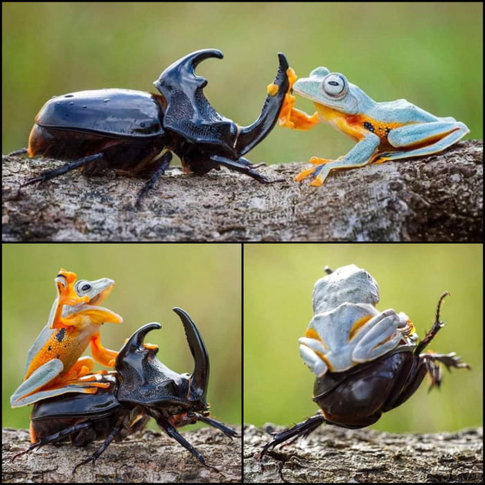 Photographer captures world’s tiniest rodeo. Frog riding a beetle ...