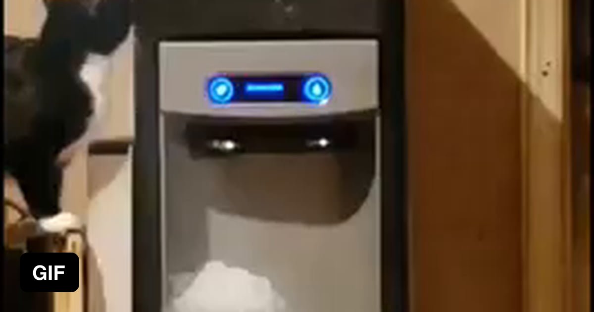 That‘s an ice cold cat there - 9GAG