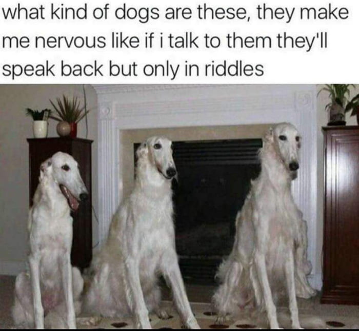 Cryptic Trio of Puppers - 9GAG