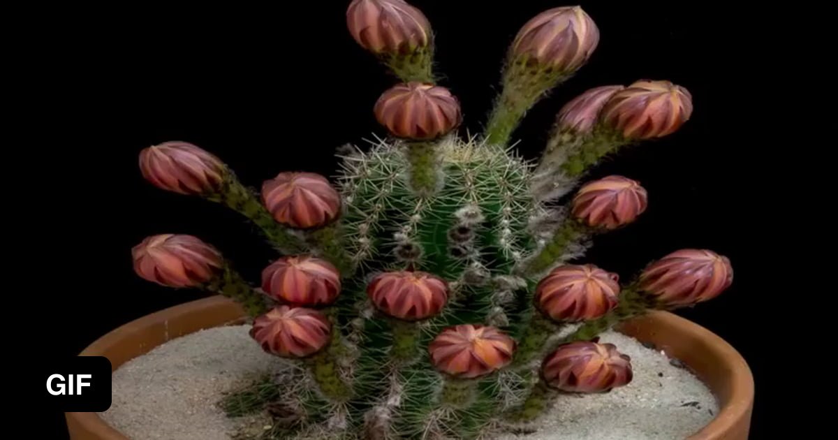 Cactus bloom explosion - 9GAG