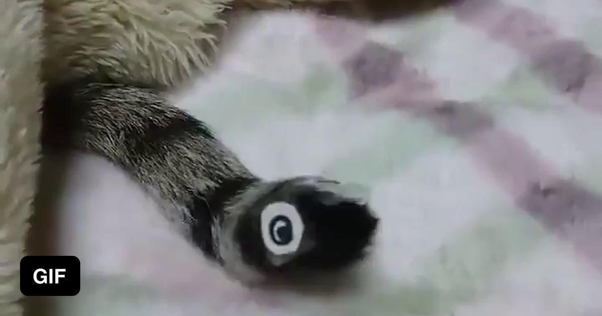 Suspicious snake. - 9GAG