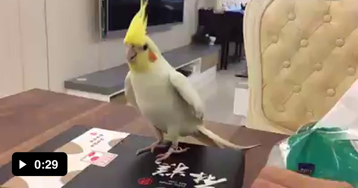 Birb the tap dancer - 9GAG