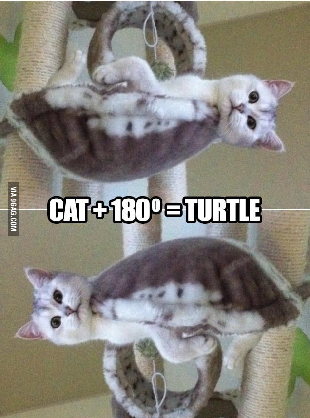 Cat changes into Turtle - 9GAG