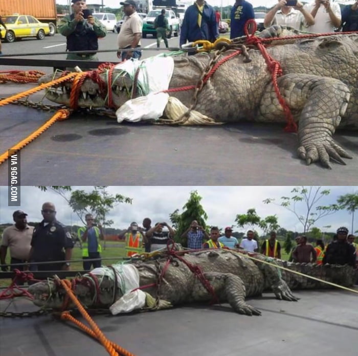 Real Giant Crocodile