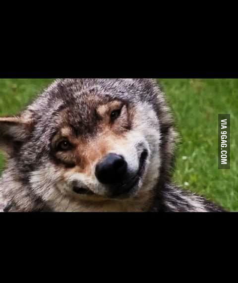 The derp face of a wolf... - 9GAG