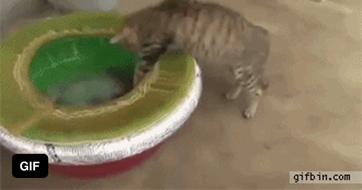 Cat vs Octopus - 9GAG