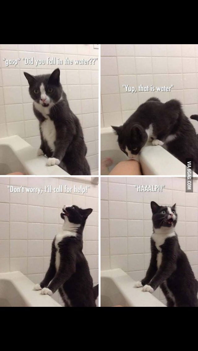 When your overly dramatic cat comes to the rescue - 9GAG