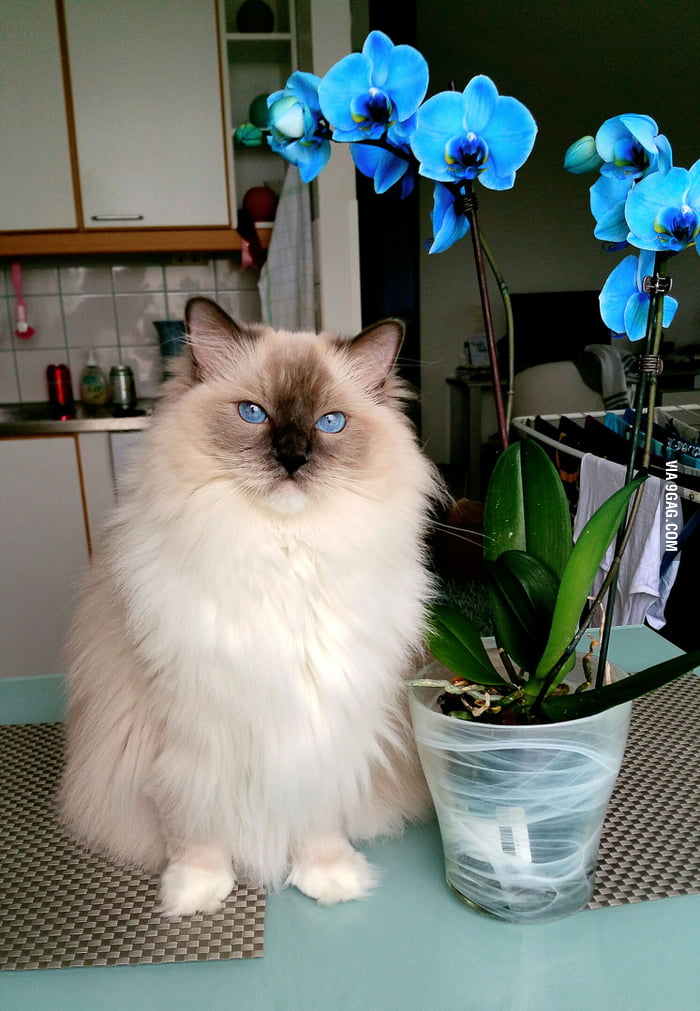 Behind blue eyes... - 9GAG