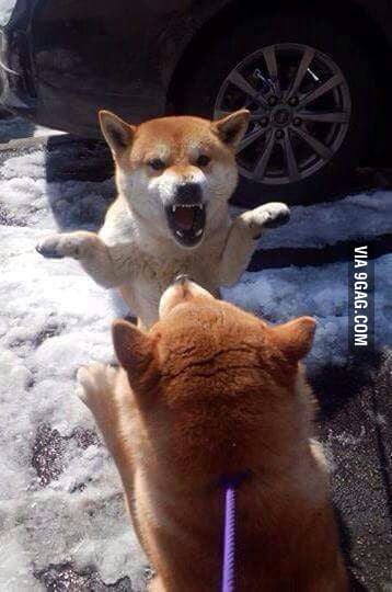Doge fight! - 9GAG
