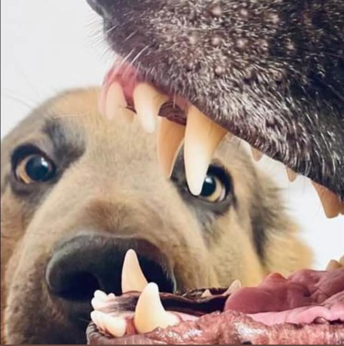 Archie is impressed with Edith’s teeth. - 9GAG