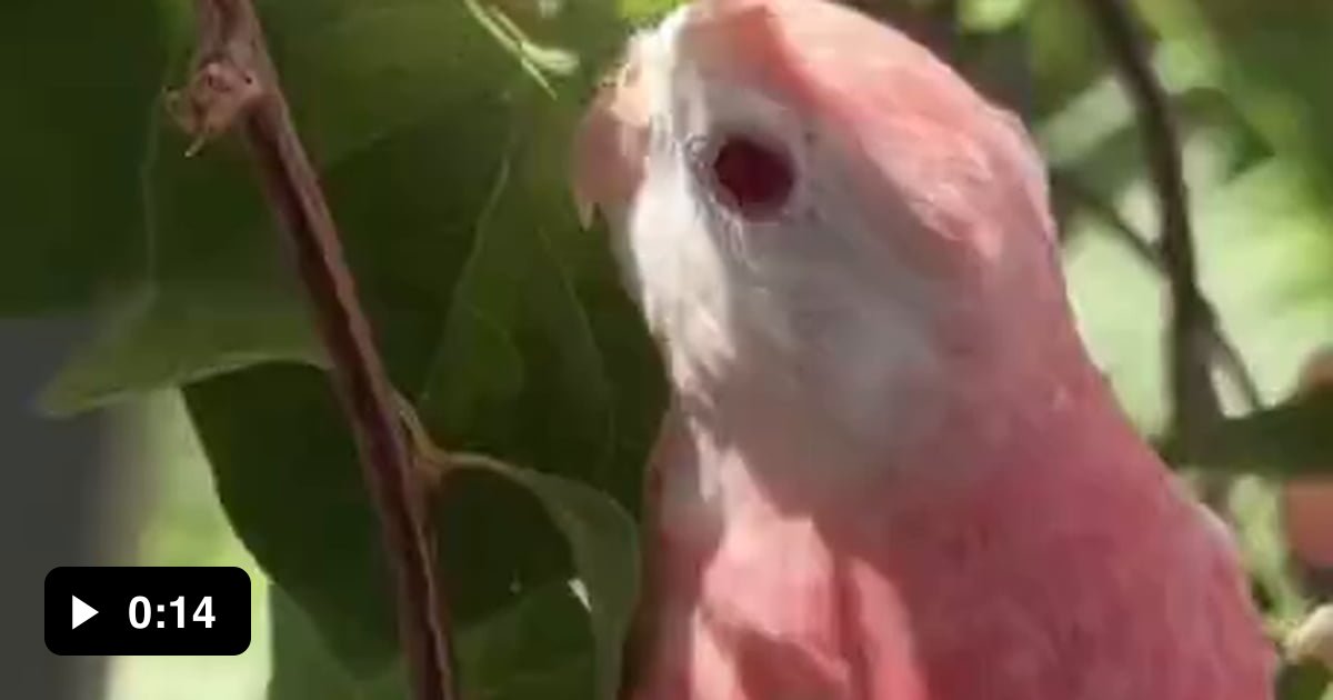 Beautiful bird, camouflage - 9GAG