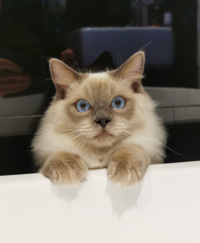 Wouldn't normally post cat pics, but this is my new best mate and I ...