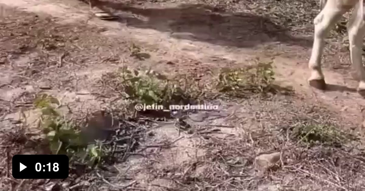 Hey.....stop it......heyyyy......I said stoppppp....... - 9GAG