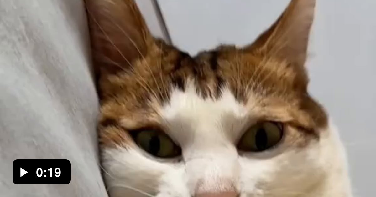 That derpy tongue got me - 9GAG