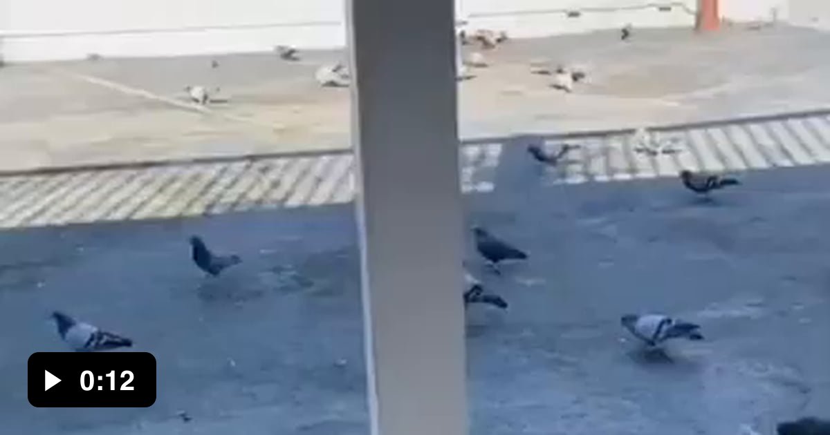 Pigeon get Hypnotized - 9GAG