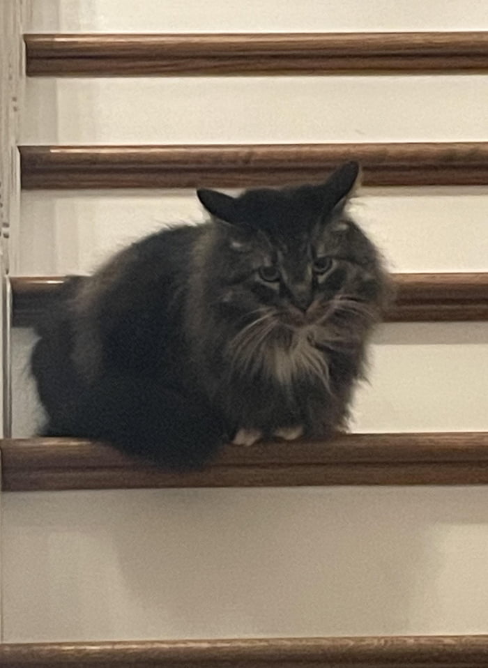 Gato, Guardian of the F**king Stairs… - 9GAG