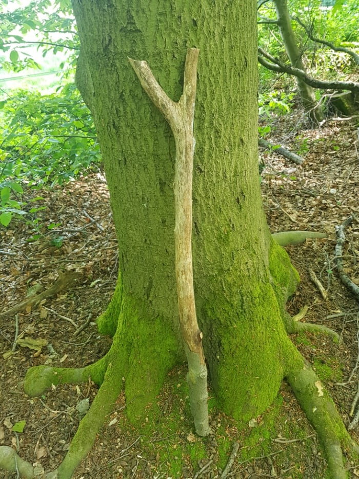 Why did the stick break up with the tree? Because it wanted to branch ...