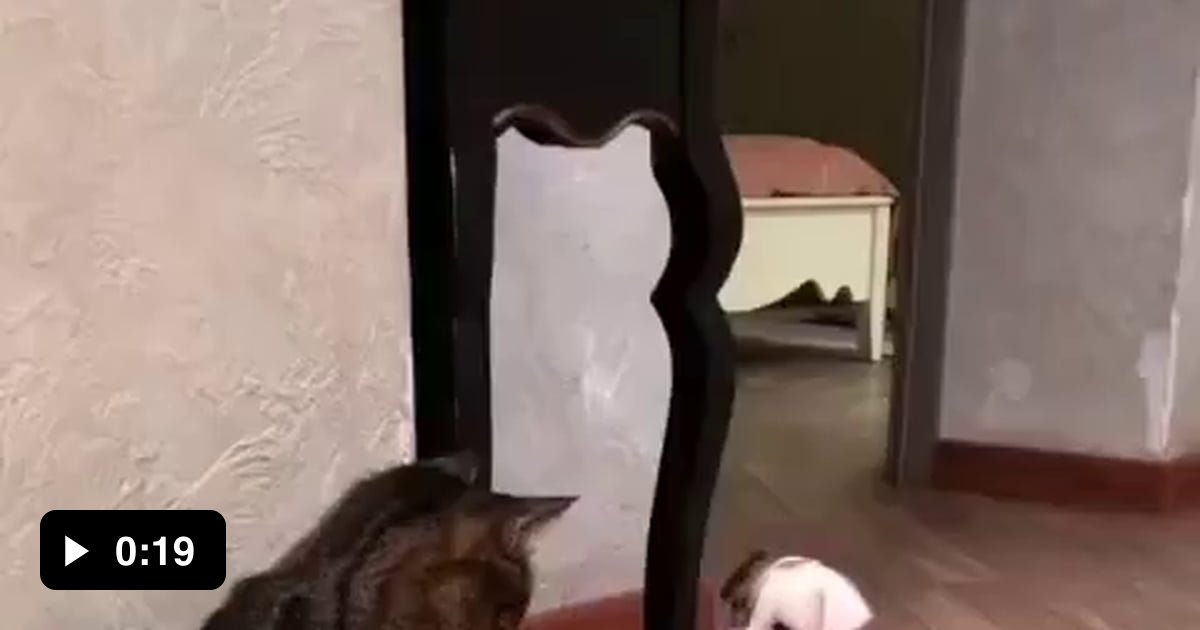 (WARNING! GRAPHIC!) Vicious feline brutally attacks a helpless puppy - 9GAG