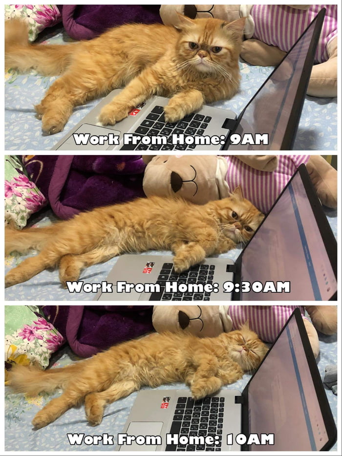 Work from home be like - 9GAG