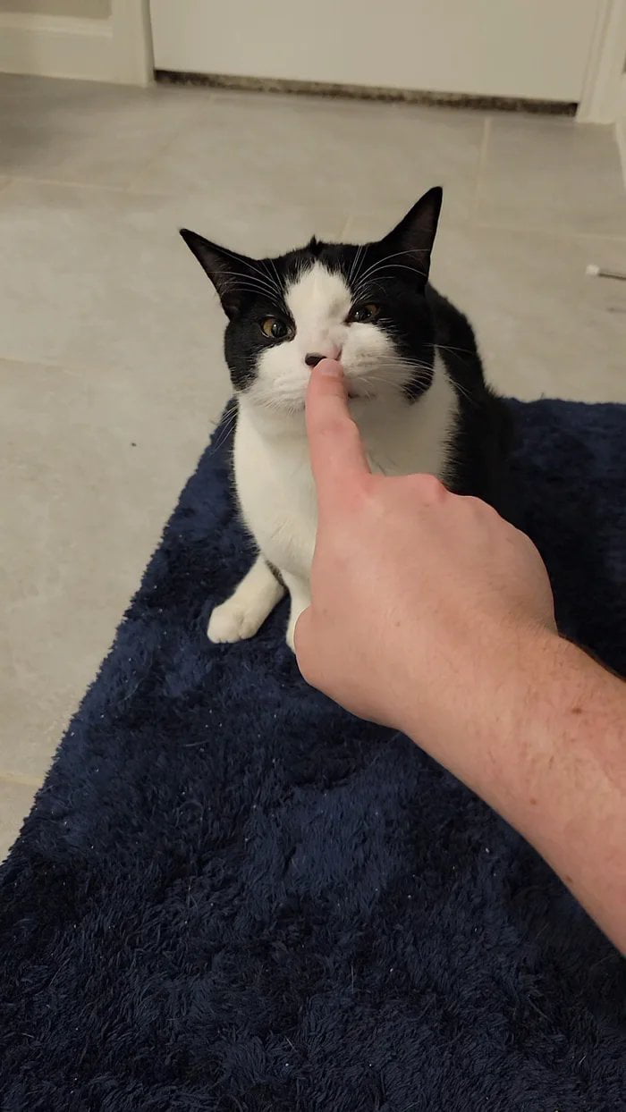 REEEEEposting Dingus our cat lord and savior. Reject propaganda and ...