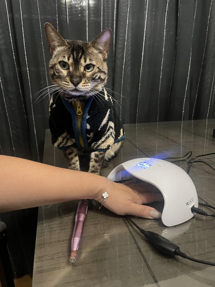 Cat nail technician - 9GAG