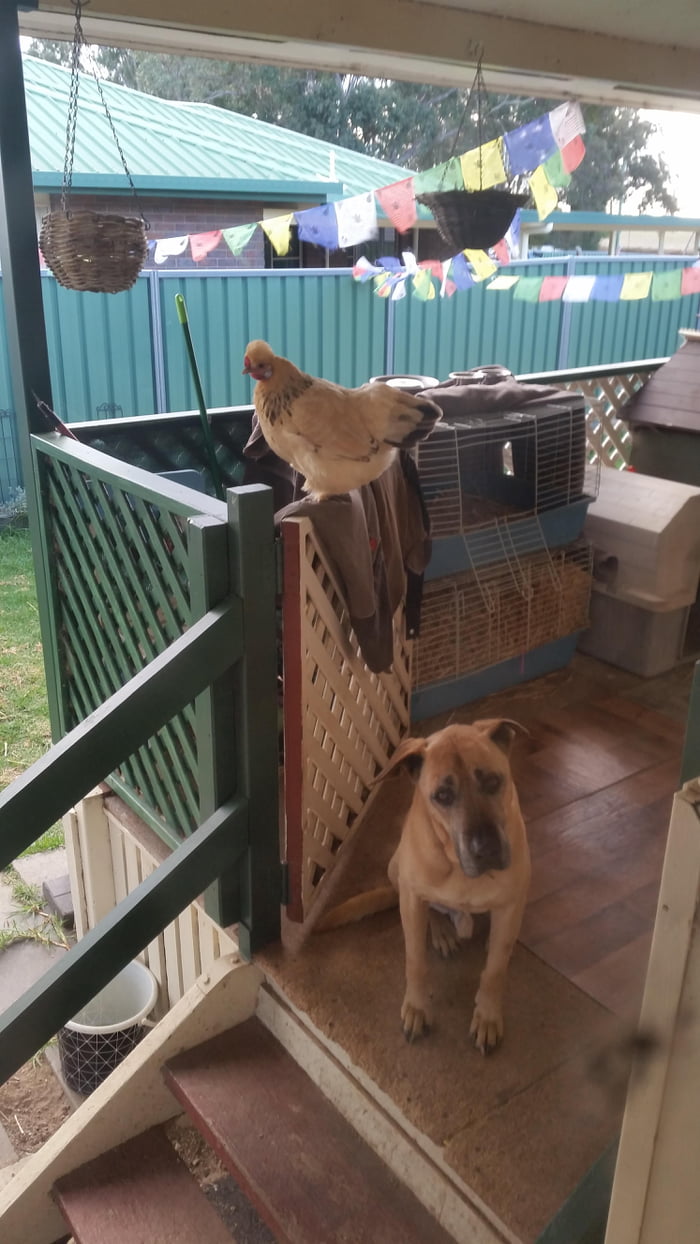 Steven Marvelous with his chook sidekick Sgt. Biscuits - 9GAG