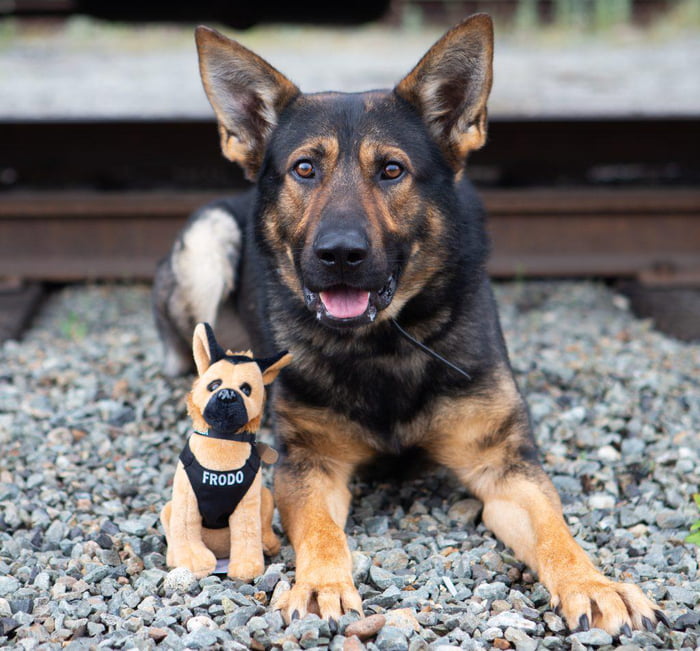 With his little police dog buddy! - 9GAG