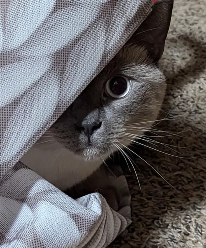 Undercover Agent - 9GAG