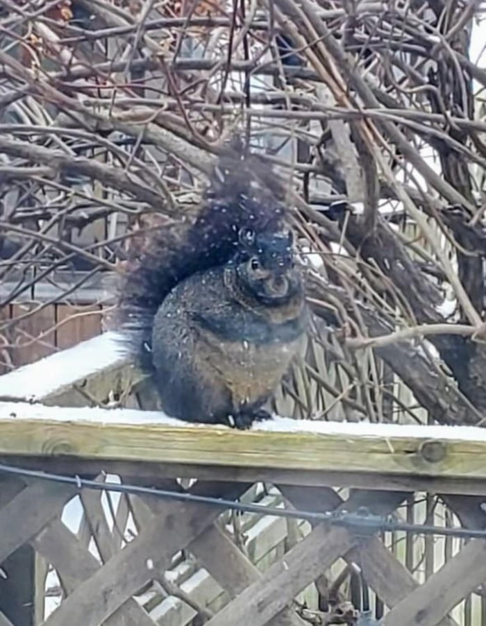 Of a squirrel - 9GAG