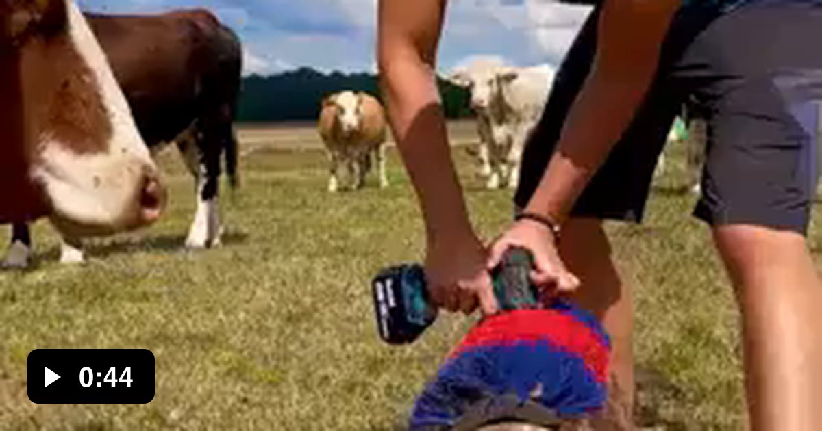 Love this for the cows - 9GAG