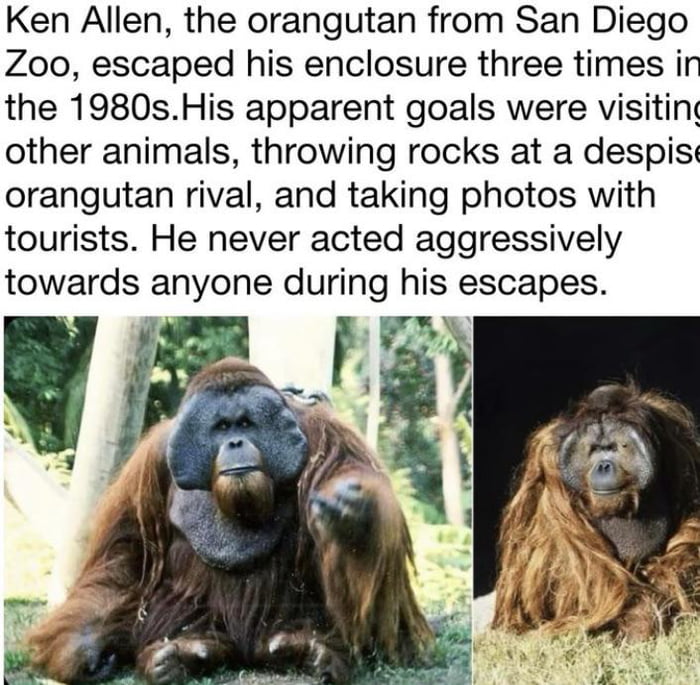 Ken Allen the orangutan - 9GAG