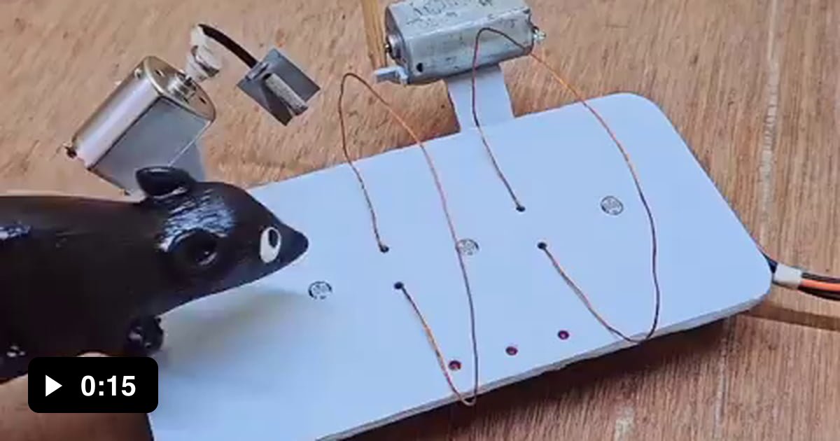 Mouse BDSM trap? - 9GAG