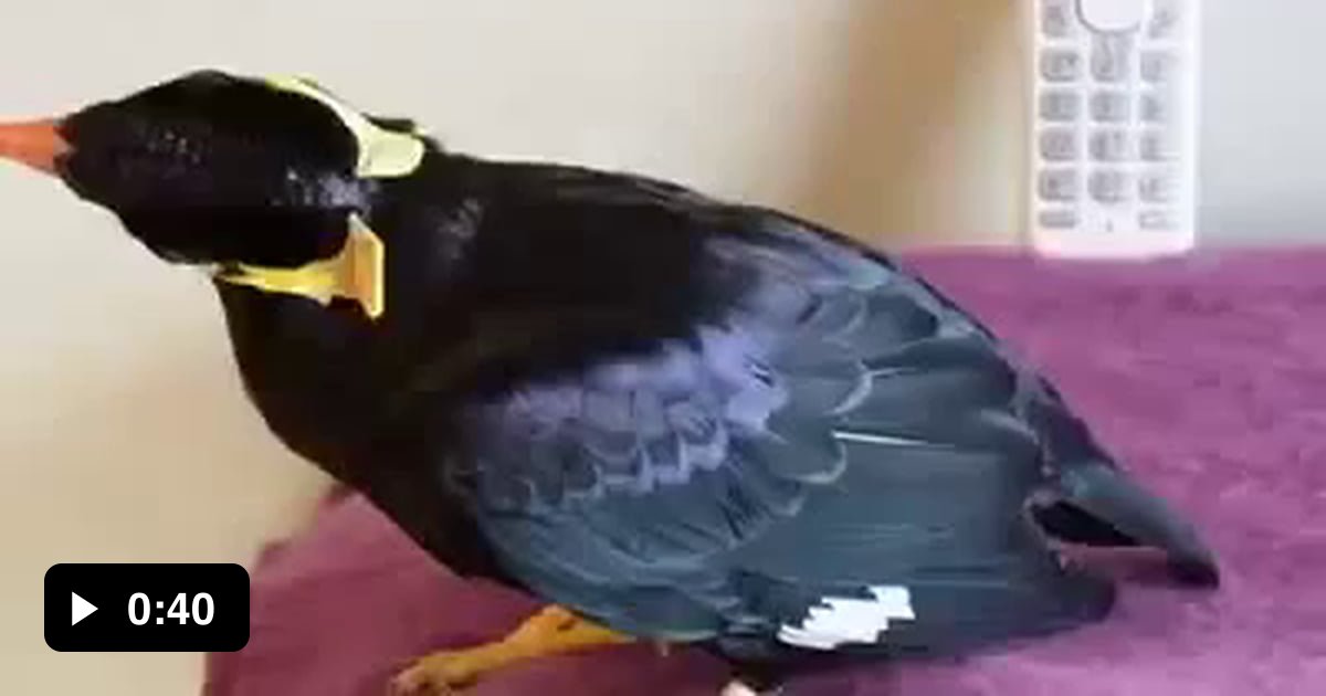 Japanese Crow-Bro - 9GAG