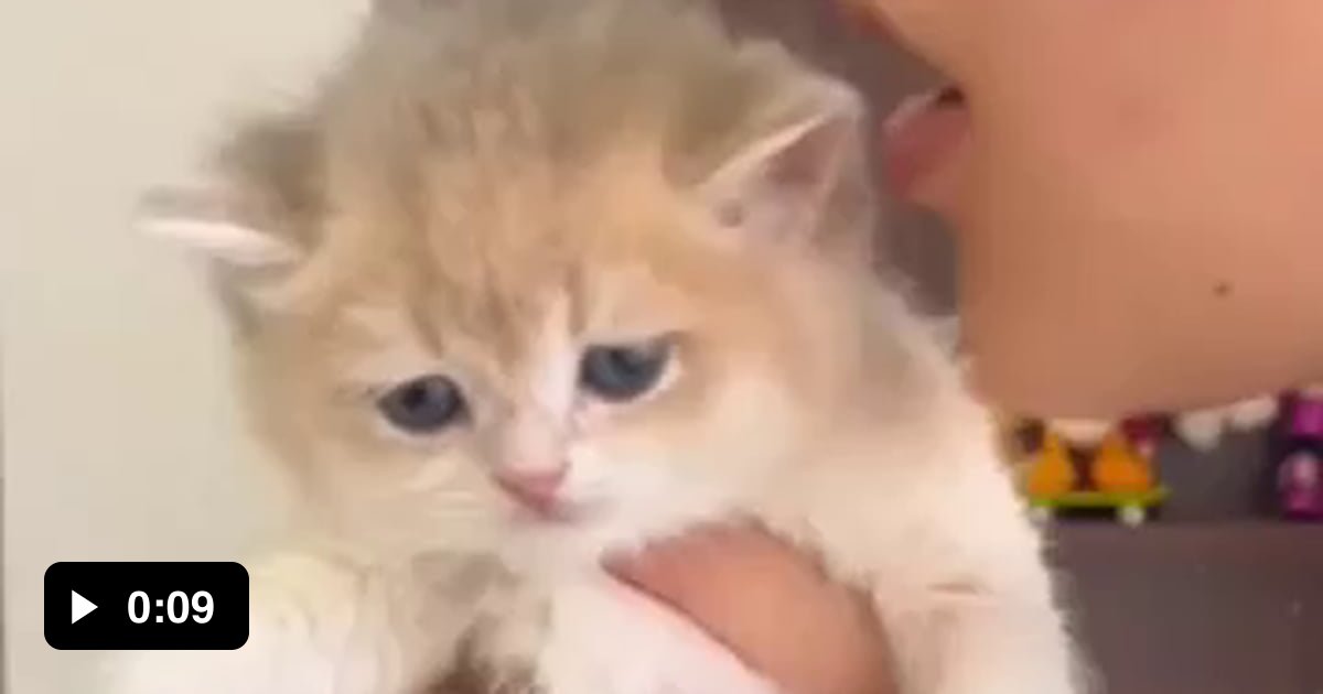 Cute little kitten - 9GAG