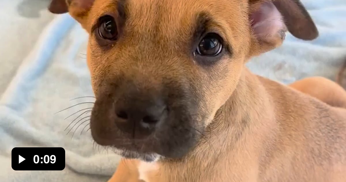 Thoughts on dog breed? - 9GAG