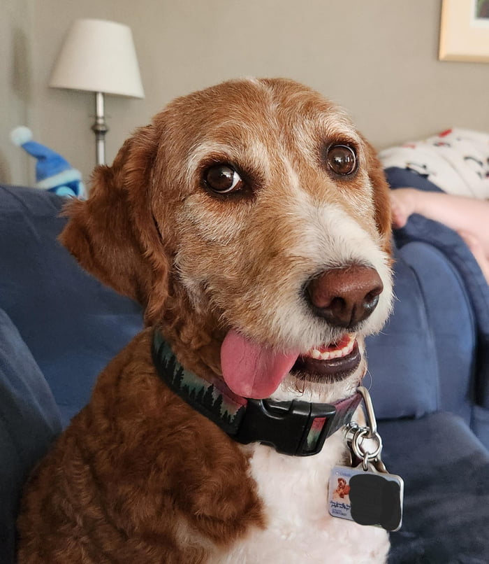 Derpy smiles after a weekend of group play sessions at the kennel - 9GAG