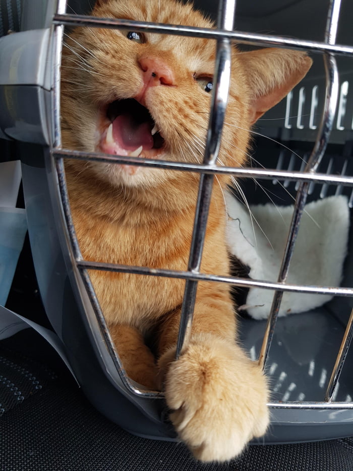 The braincell is angry - 9GAG