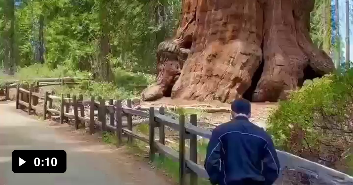 Of a Colossal Trunk: Sequoia Tree, the Largest Living Behemoth ...