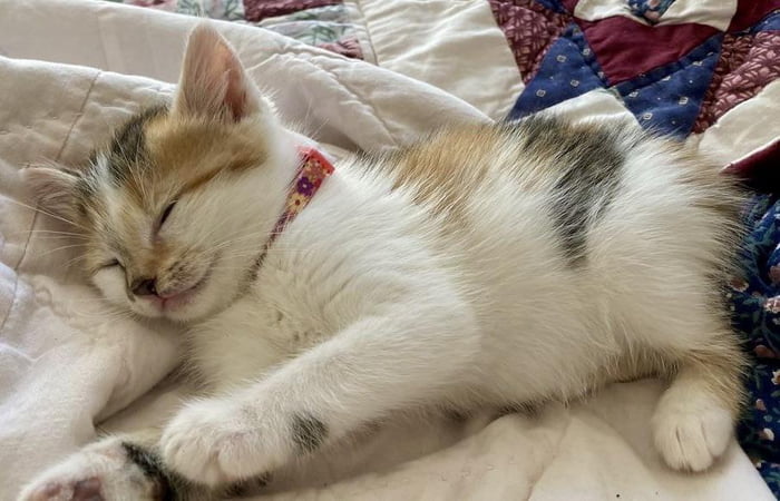 The Wee Kitty Kalie Sleeps With a Smile lol - 9GAG
