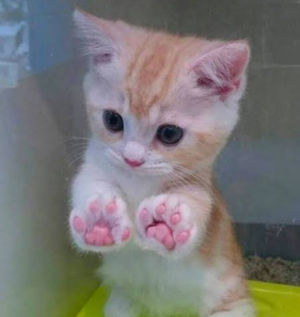 If bots can post kitties, so can I! Enjoy dis kitten feets and toe ...