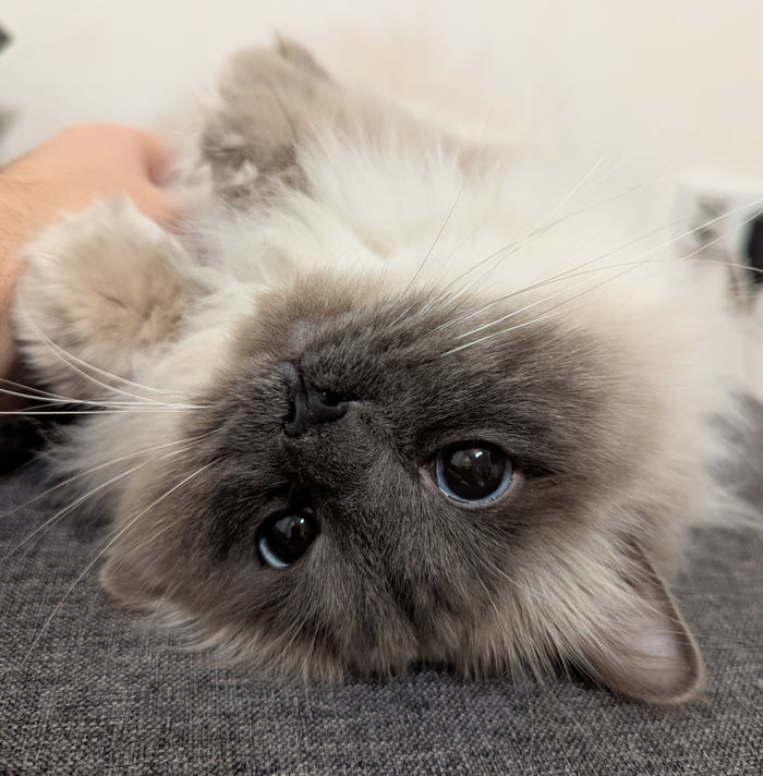 My fluffy princess - 9GAG