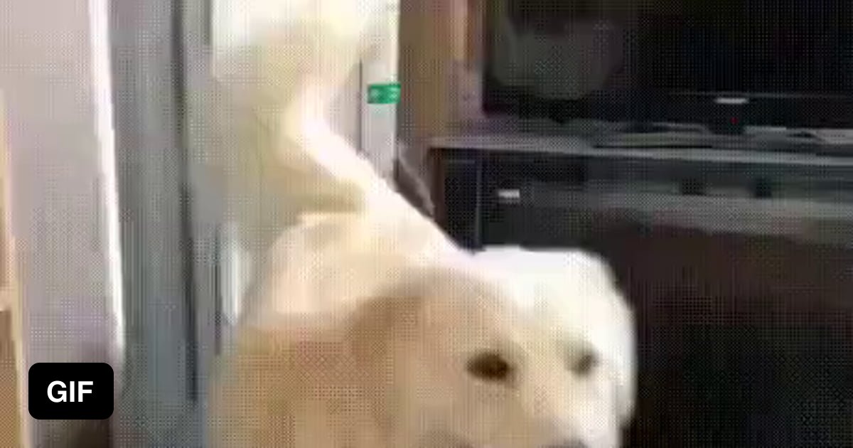 BOOP HIS GODDAMN SNOOT!!! - 9GAG