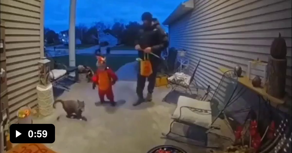 *cat* "You're a smart kid, I AM the best treat here!!" - 9GAG