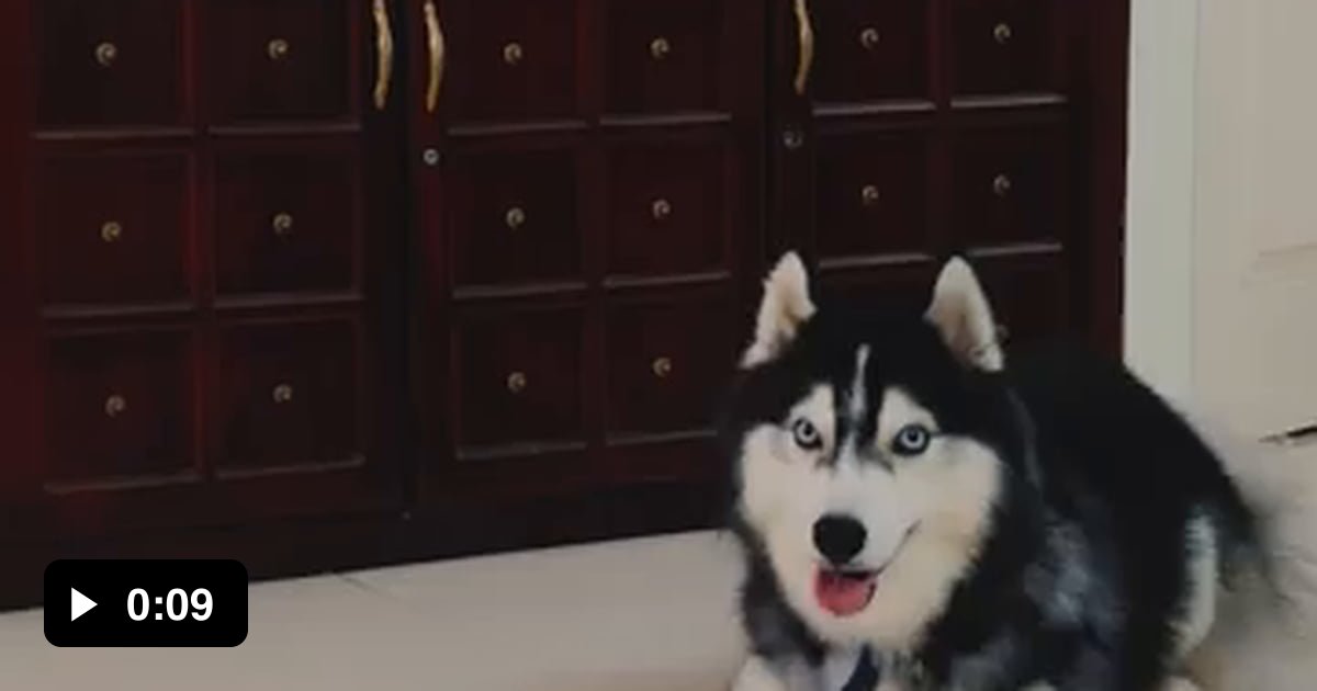 The Step Up 7 trailer’s looking pretty good!👀😂 - 9GAG