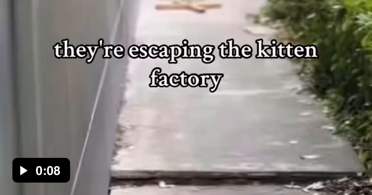 Kittens escaping the factory - 9GAG