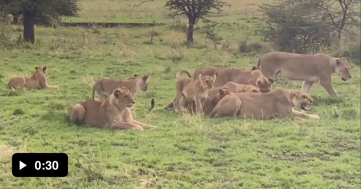 Nomadic lion tries to approach a pride of mothers and their cubs - 9GAG