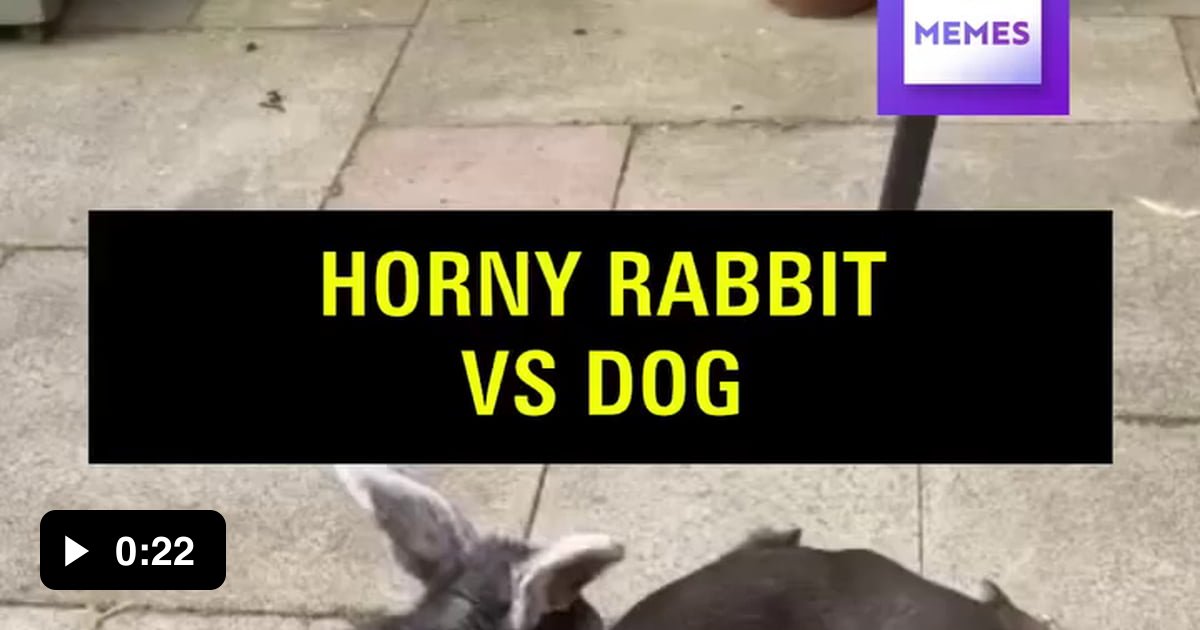 This bunny is on a mission - 9GAG