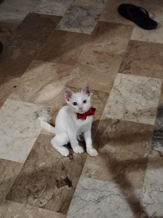 Here is my wittle smol boy - 9GAG