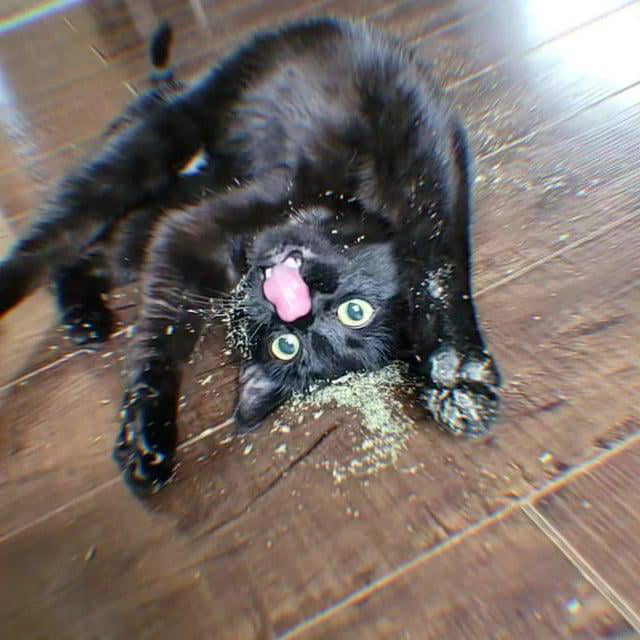 "Merlynn. Rescued from the last year" - 9GAG